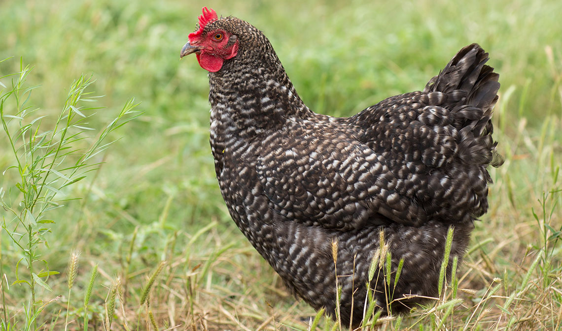 Chicken Troupe for the Soul - Edible Austin