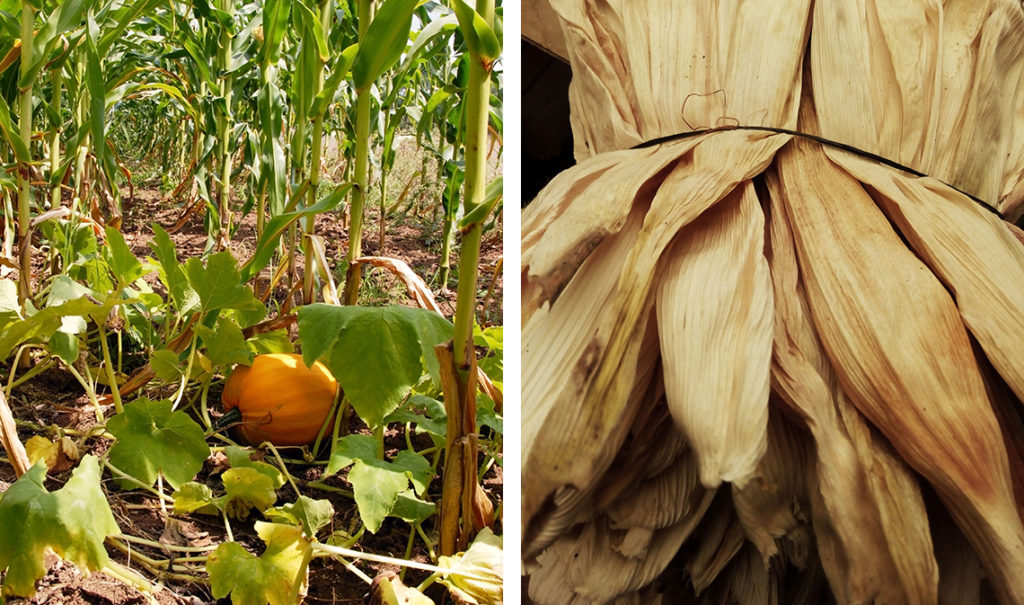 The Mesoamerican Milpa - Edible Austin