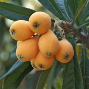 Loquat Cobbler - Edible Austin