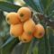 Loquat Cobbler - Edible Austin
