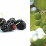 Wild Green Grape Pie - Edible Austin