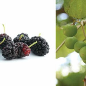 Wild Green Grape Pie - Edible Austin